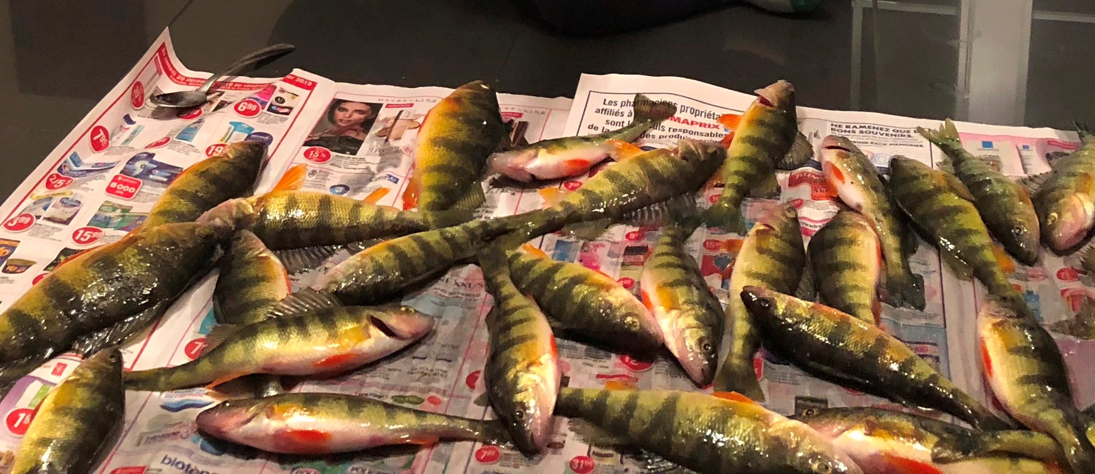 Amendes salées pour avoir braconné de la perchaude - Le Reflet du Lac