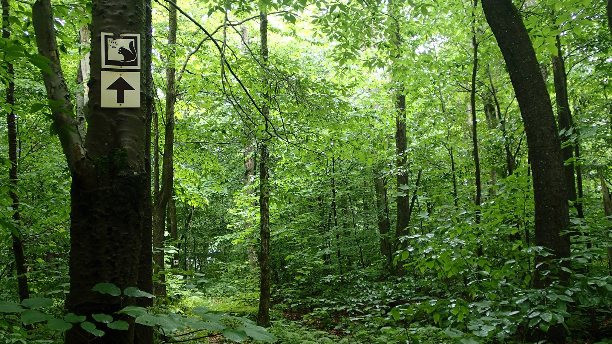 Vallée Ruiter: on cherche 30 000 $ pour restaurer 30 km de sentiers ...