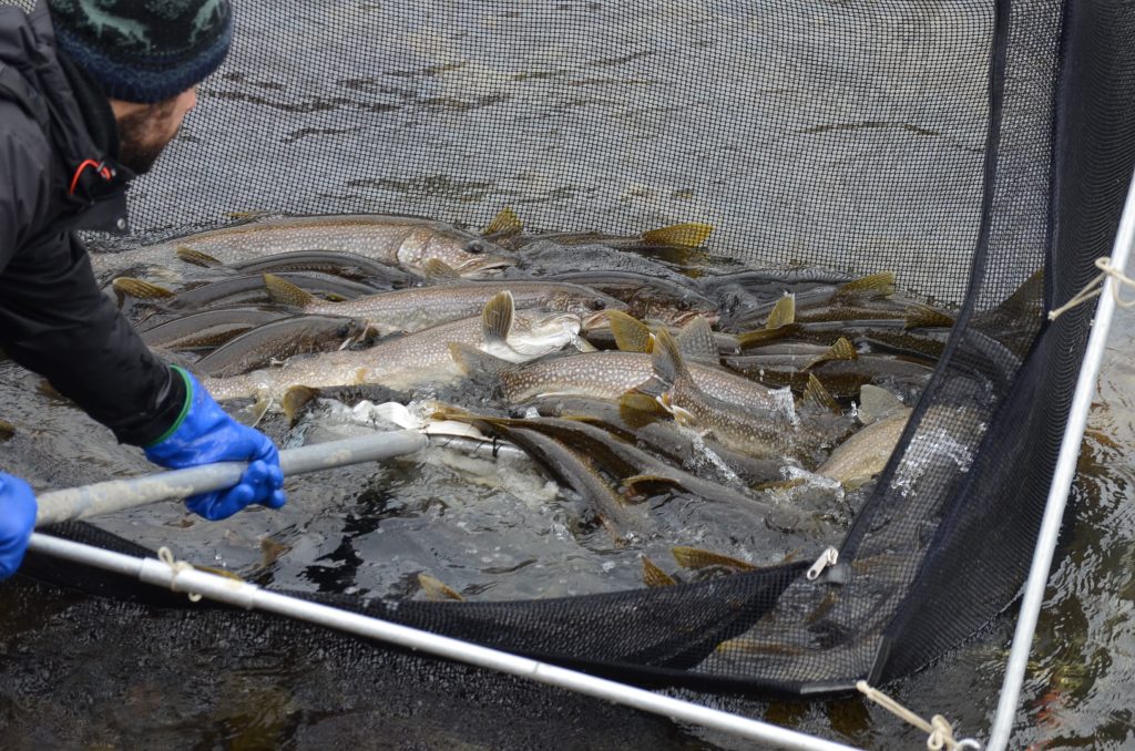 Des filets maillants pour recenser les touladis au lac Memphrémagog ...