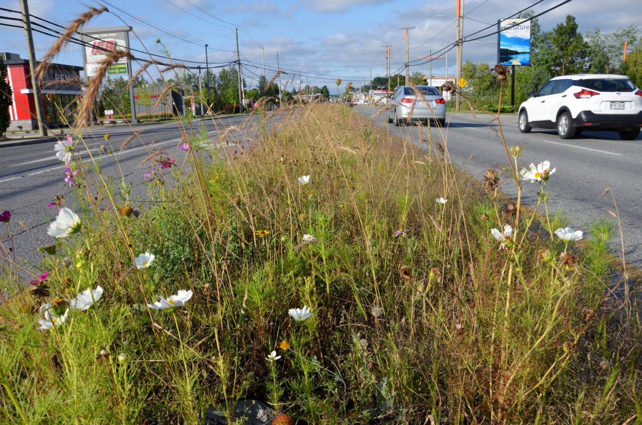 Magog: un terre-plein naturel qui fait réagir - Le Reflet du Lac