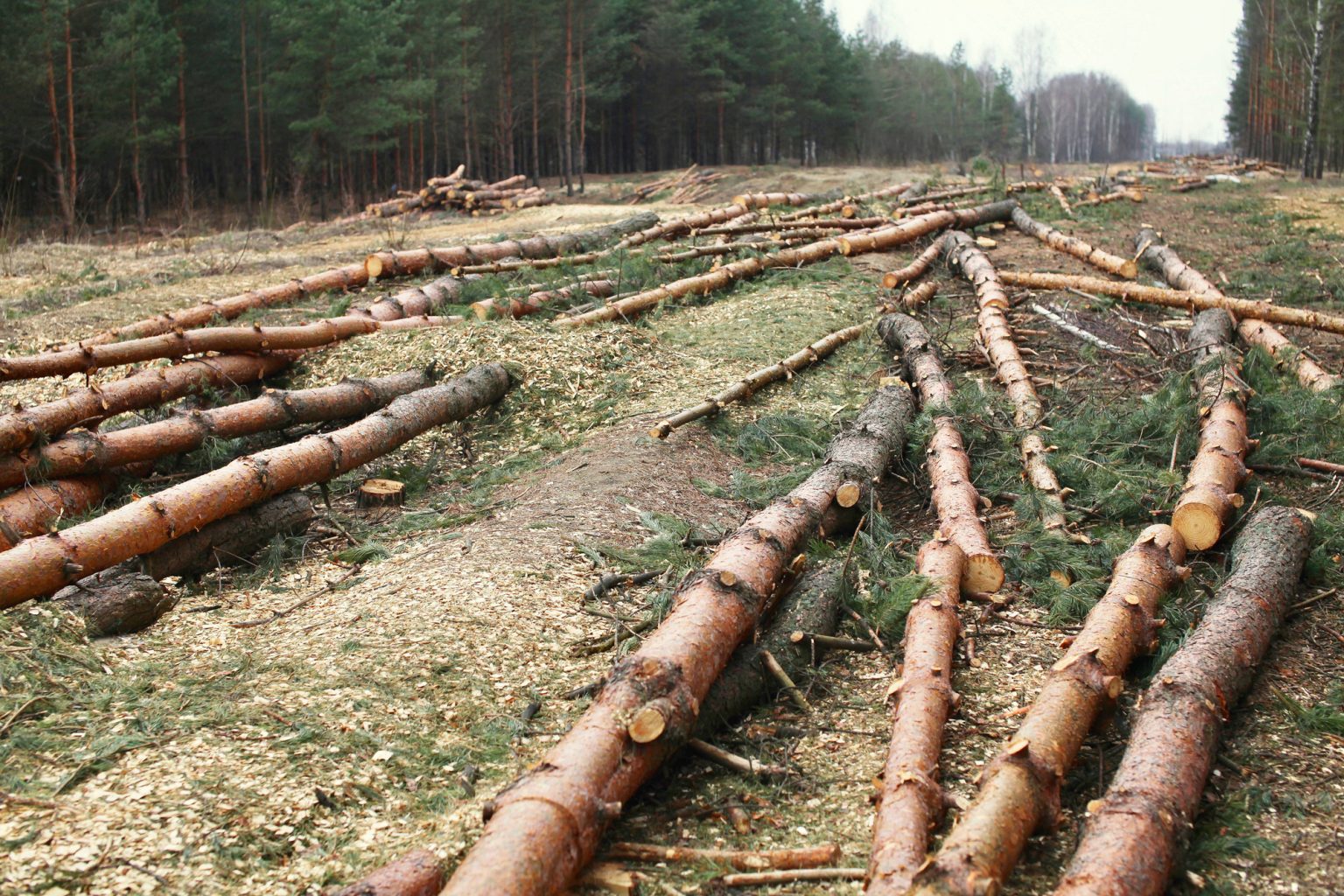 Dans quels cas faut-il procéder au déboisement ? - Le Reflet du Lac