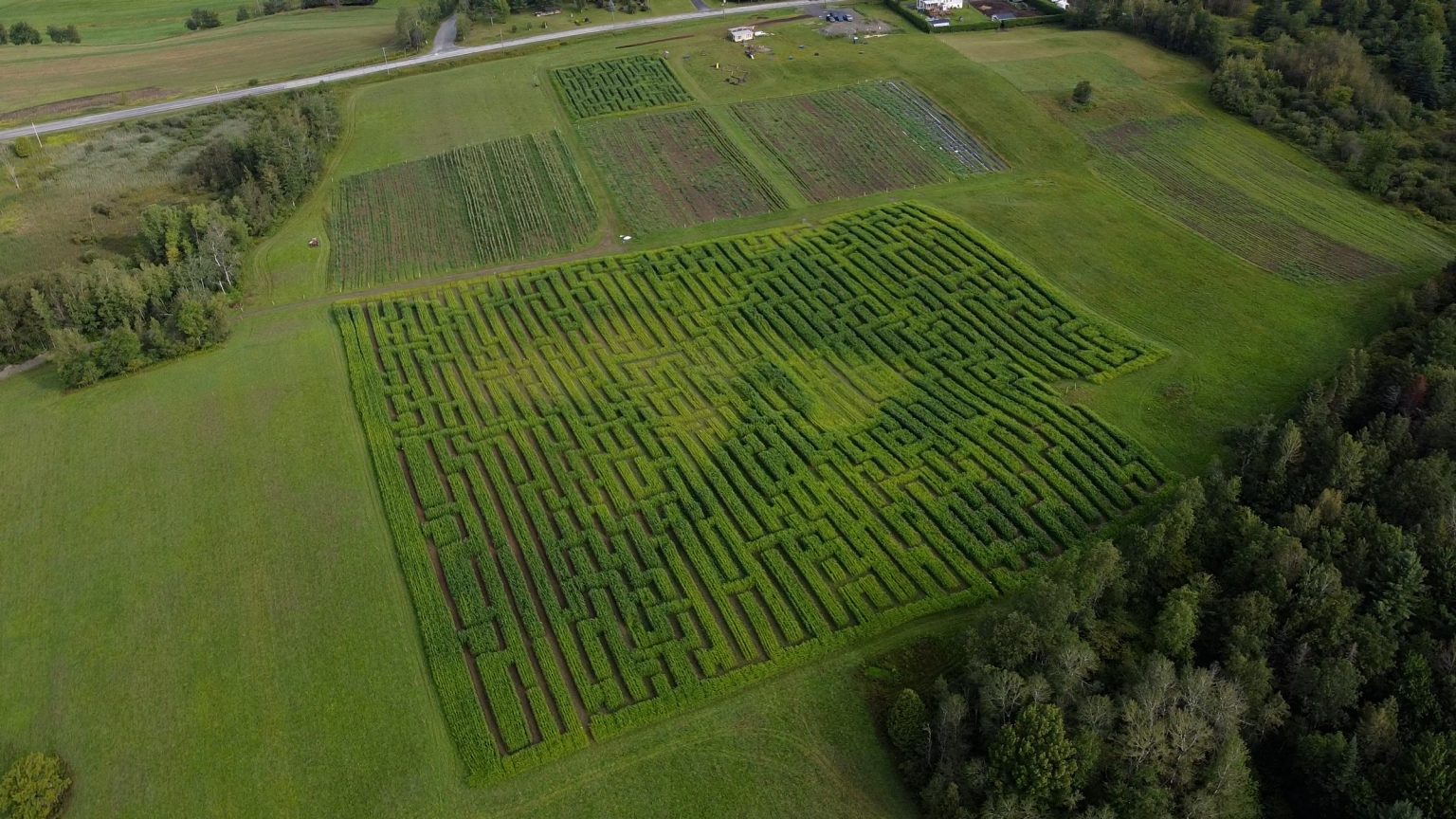 La Ferme Topher rouvre un labyrinthe deux fois plus grand - Le Reflet ...