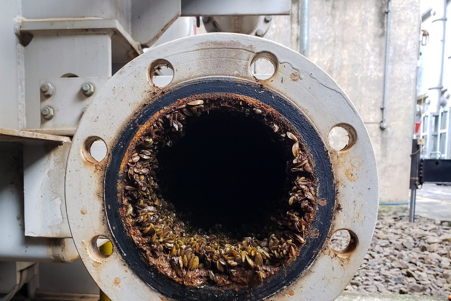 Un premier million $ pour lutter contre les moules zébrées - Le Reflet ...