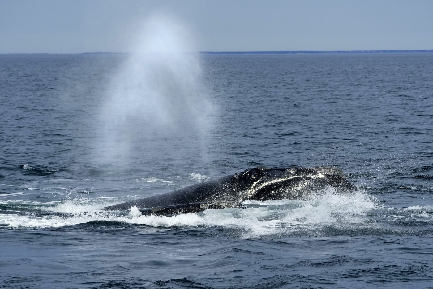 Une baleine noire prise dans des filets a été repérée au large du ...